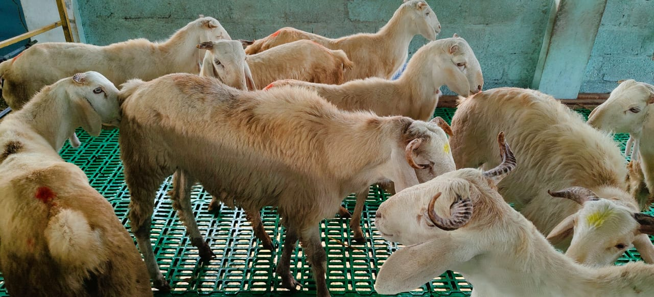 GURU'S Sheep & Goat Farms
